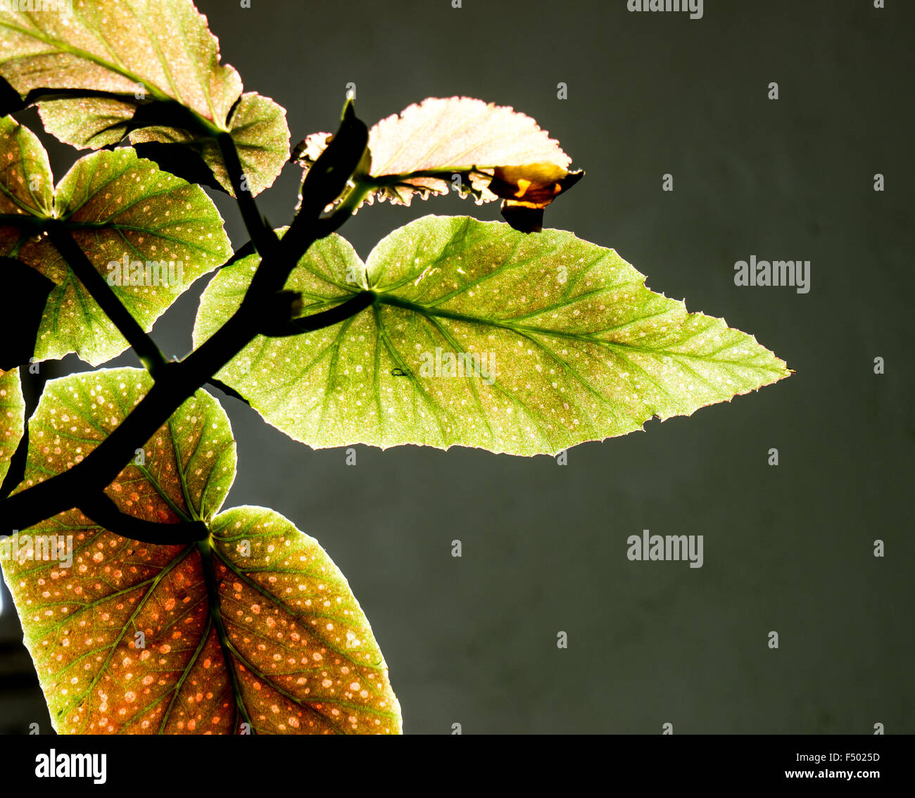 The green Leaf and sun background Stock Photo - Alamy