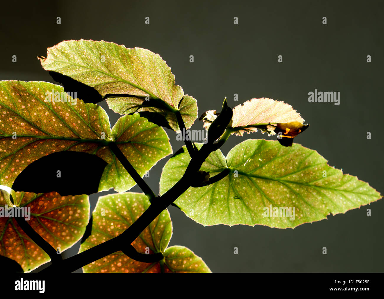 The green Leaf and sun background Stock Photo - Alamy