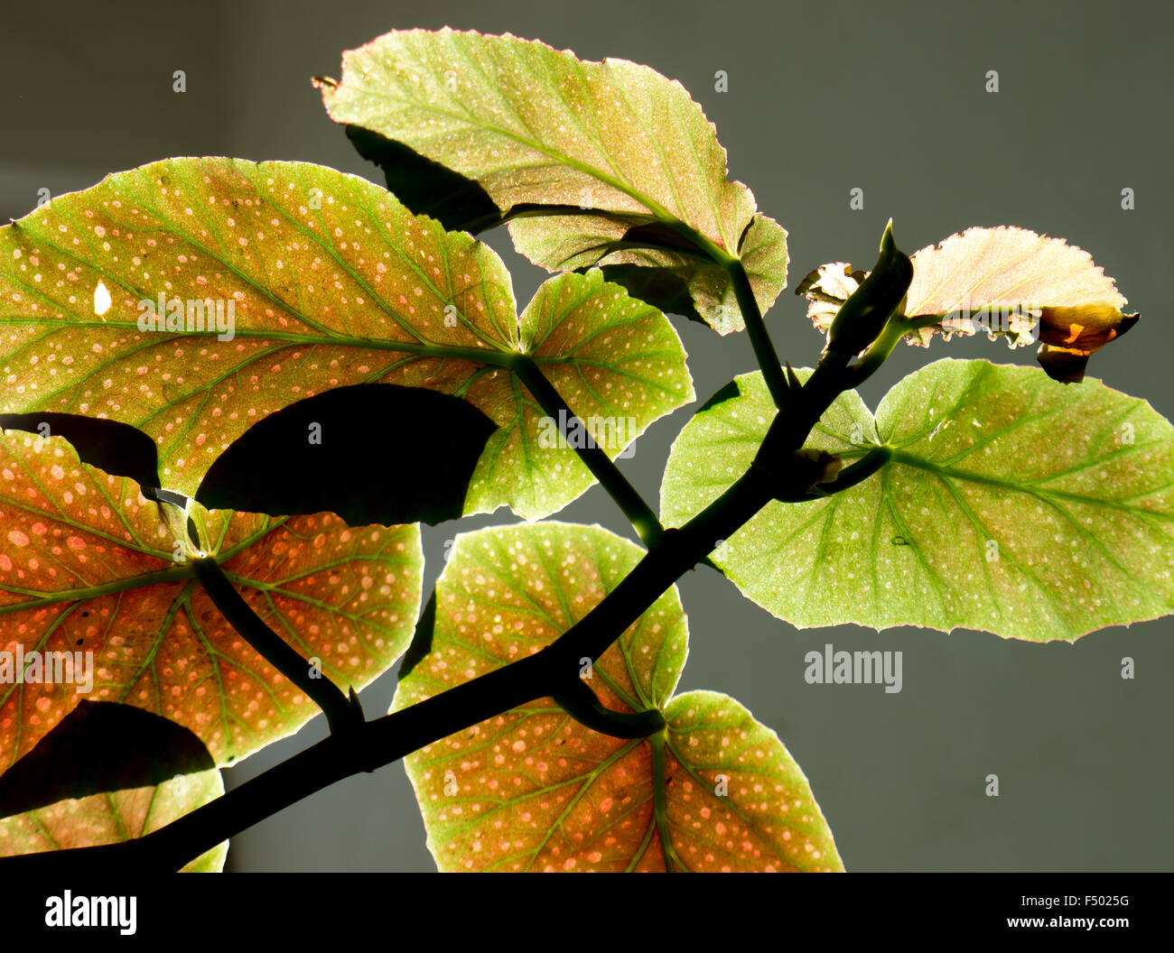 The green Leaf and sun background Stock Photo - Alamy