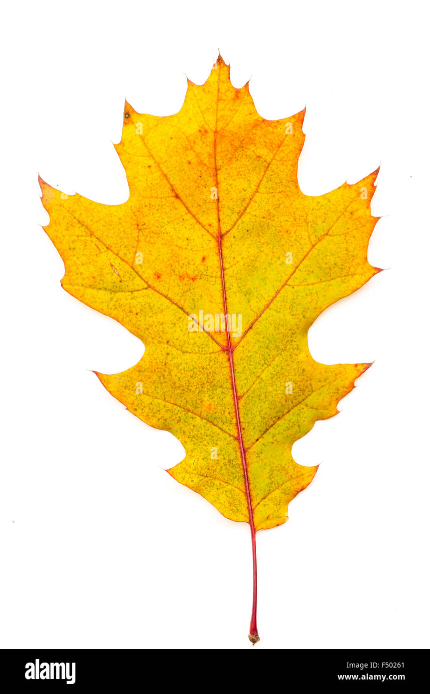 autumn leaf isolated on white background Stock Photo - Alamy