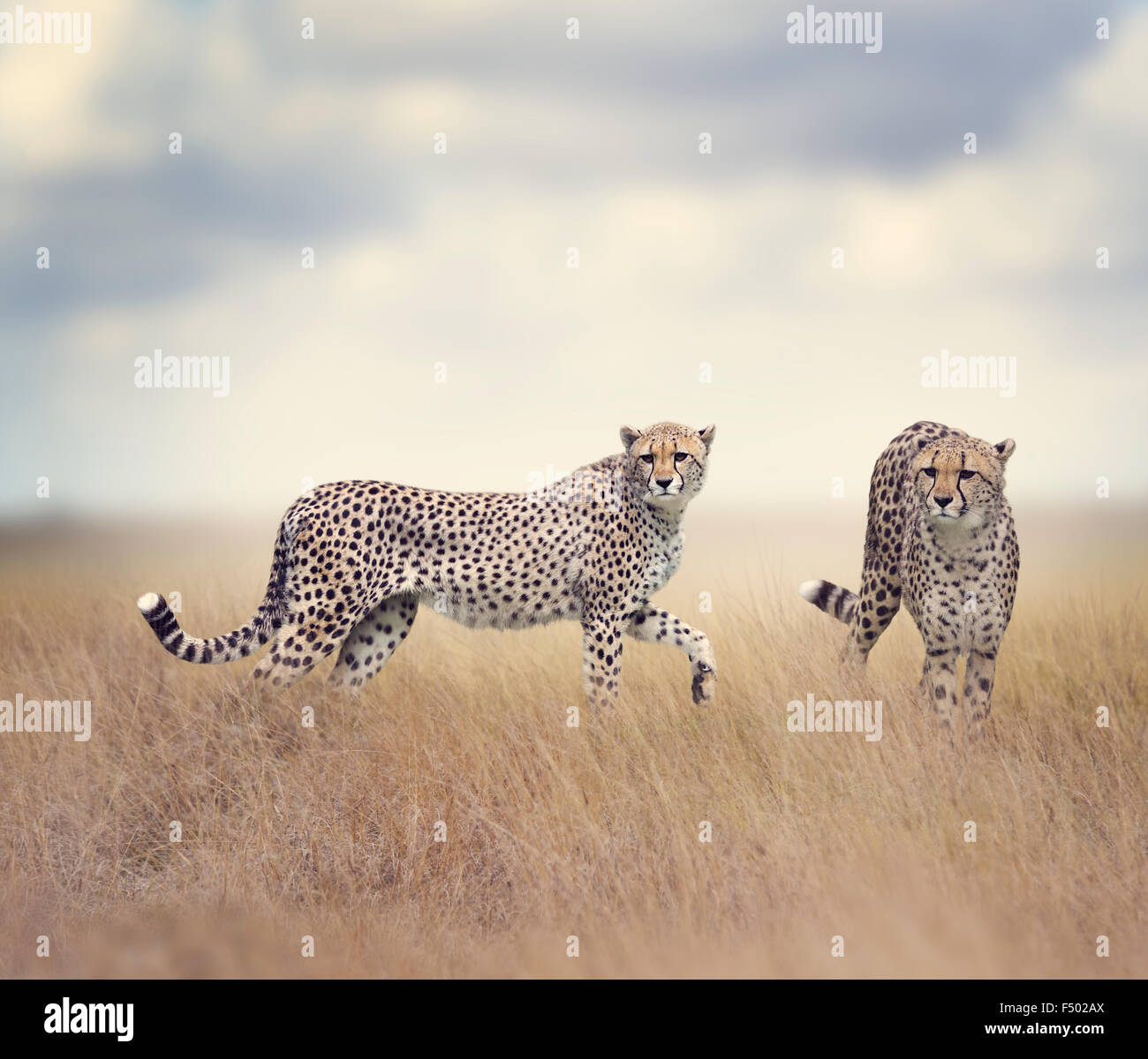 Cheetah Walking High Resolution Stock Photography and Images - Alamy