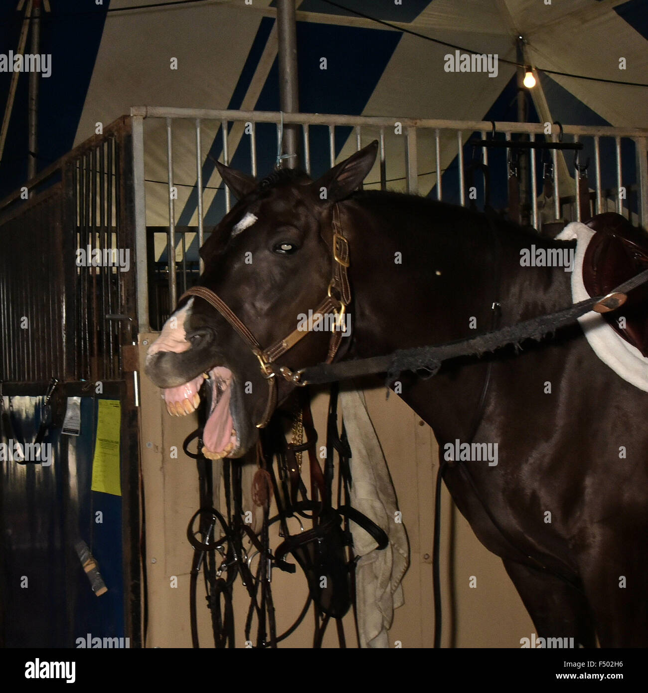 The 40th Annual Hampton Classic Horse Show Featuring: Zever Where ...