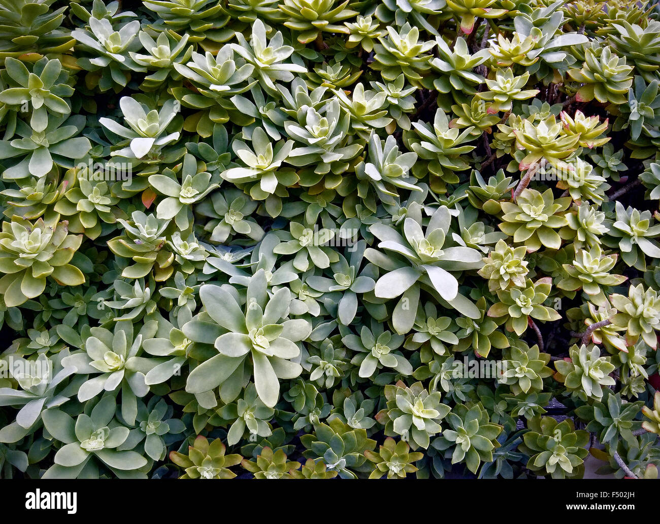 Top view of Sedum spathulifolium, succulent plant of the family ...