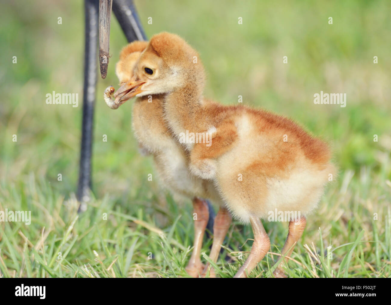 Crane babies hi-res stock photography and images - Alamy