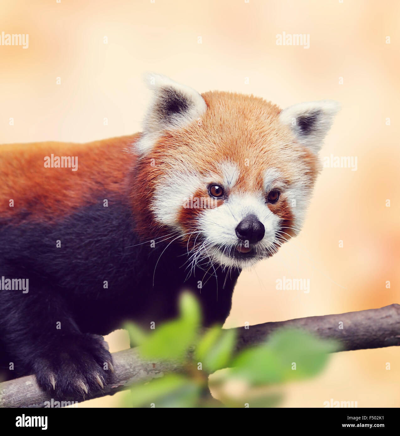 Red Panda Bear Climbing On A Tree Stock Photo - Alamy