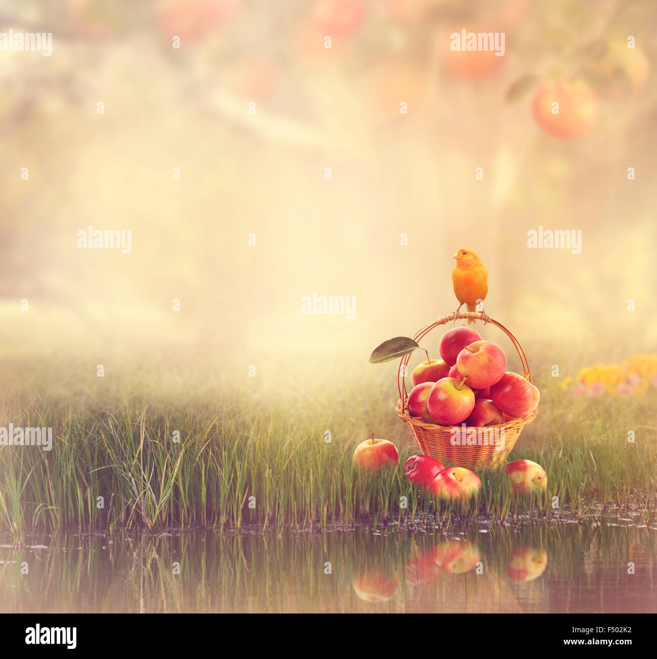 Red Apples in a Basket Stock Photo - Alamy