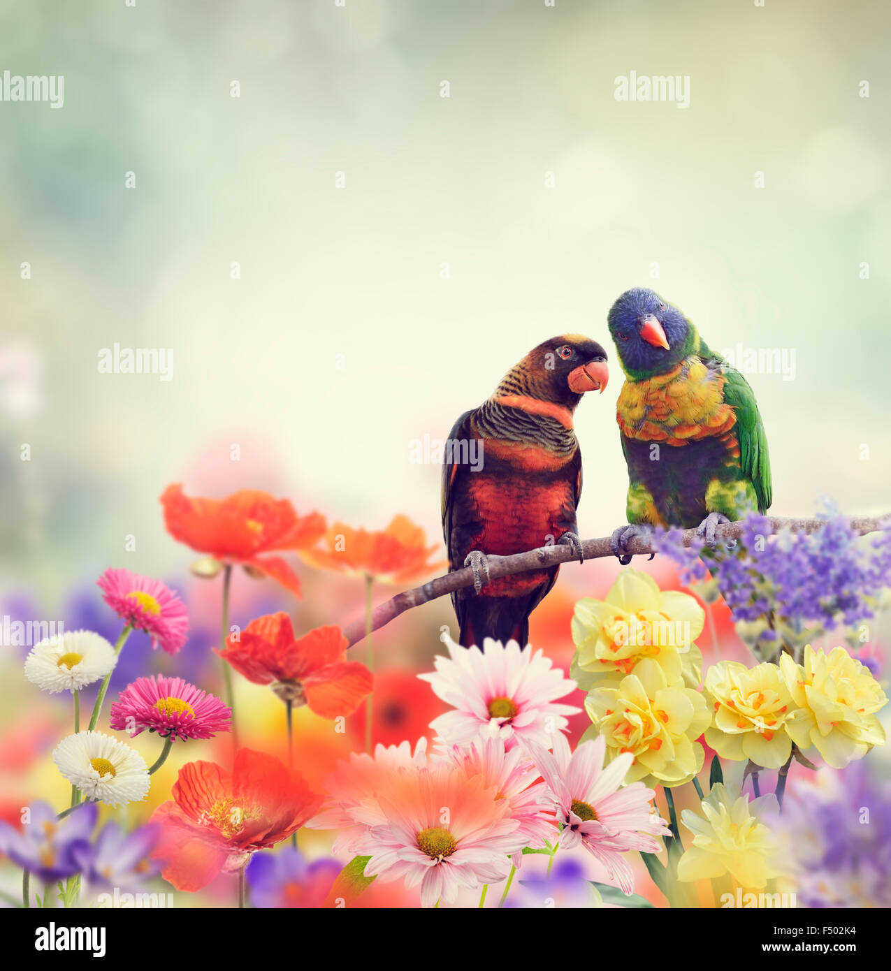 Parrots in the garden hi-res stock photography and images - Alamy