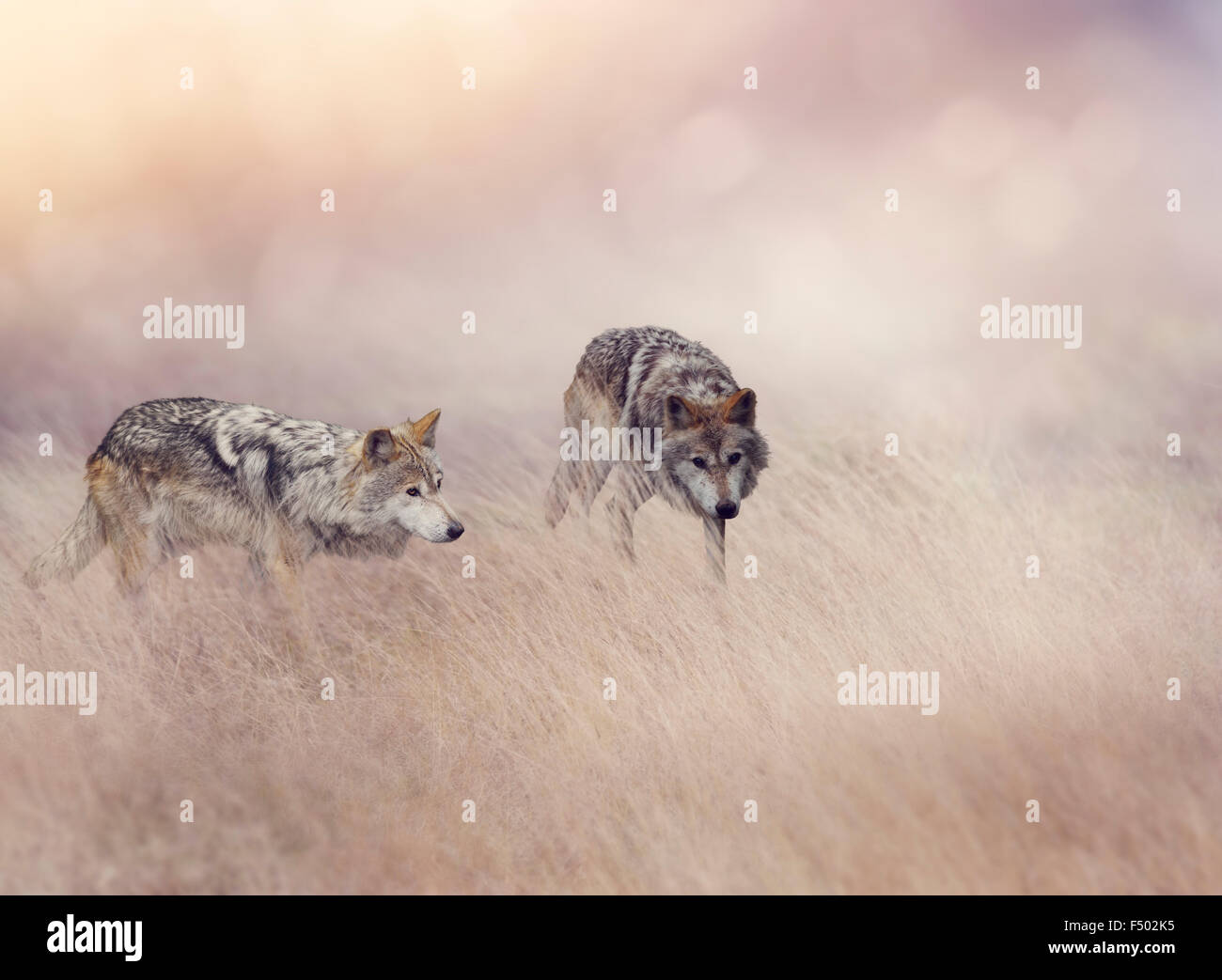 Two Wolves Stalking Through Tall Grass Stock Photo - Alamy