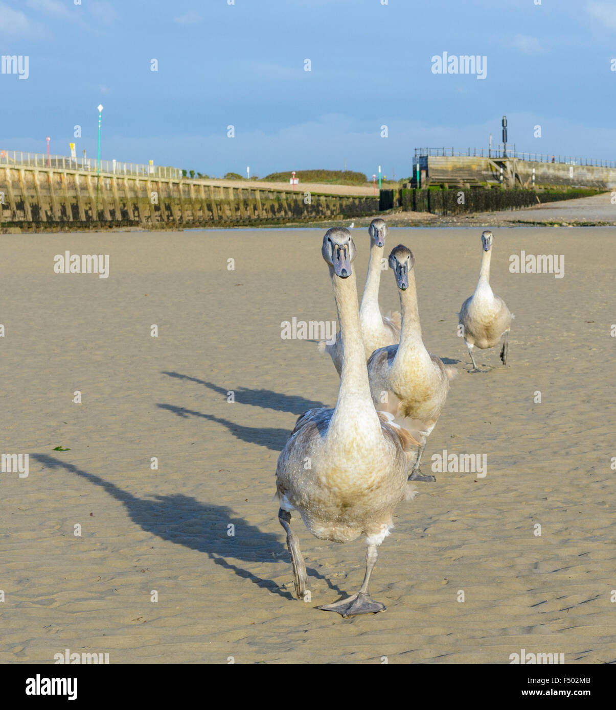 White Mute Swan Cygnets (Cygnus olor) walking on a sandy beach in ...