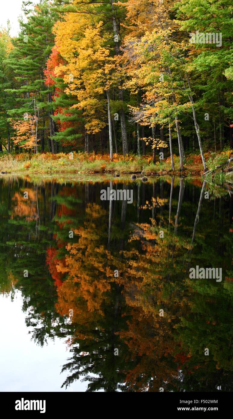 The Forest in its Fall Colors Stock Photo - Alamy