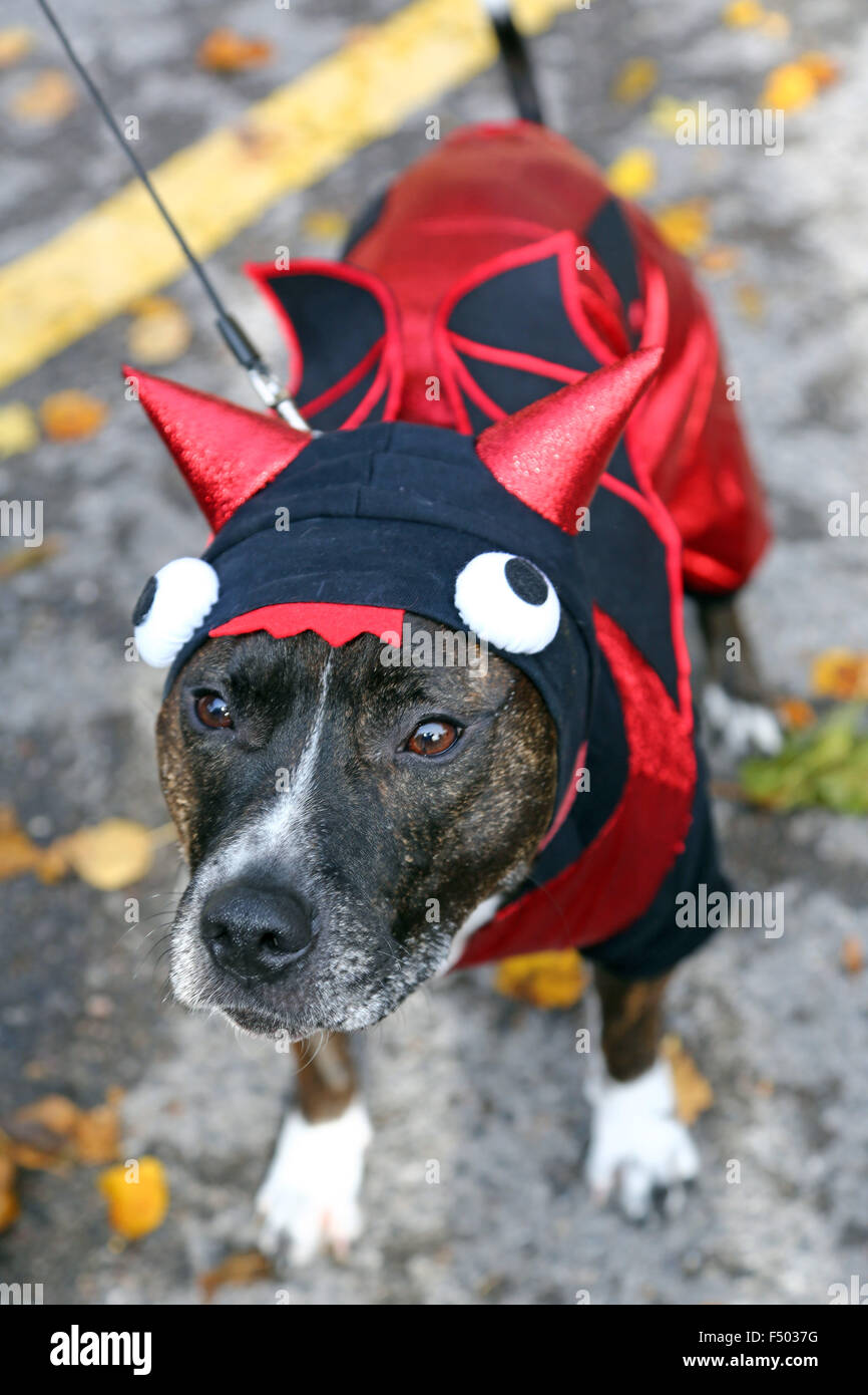 Devil dog hi-res stock photography and images - Alamy