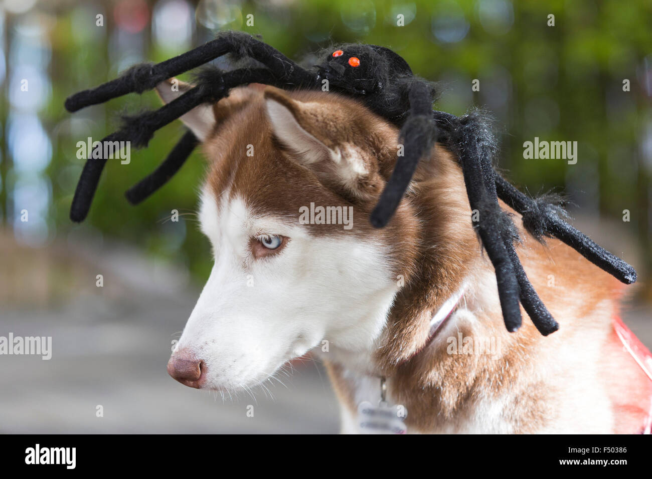 Spider Dog