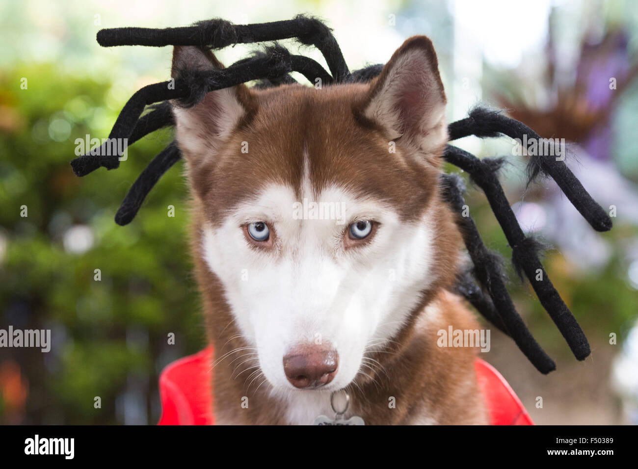 London, UK. 25th October, 2015. Husky Kayla, 2.5 years, with a spider ...