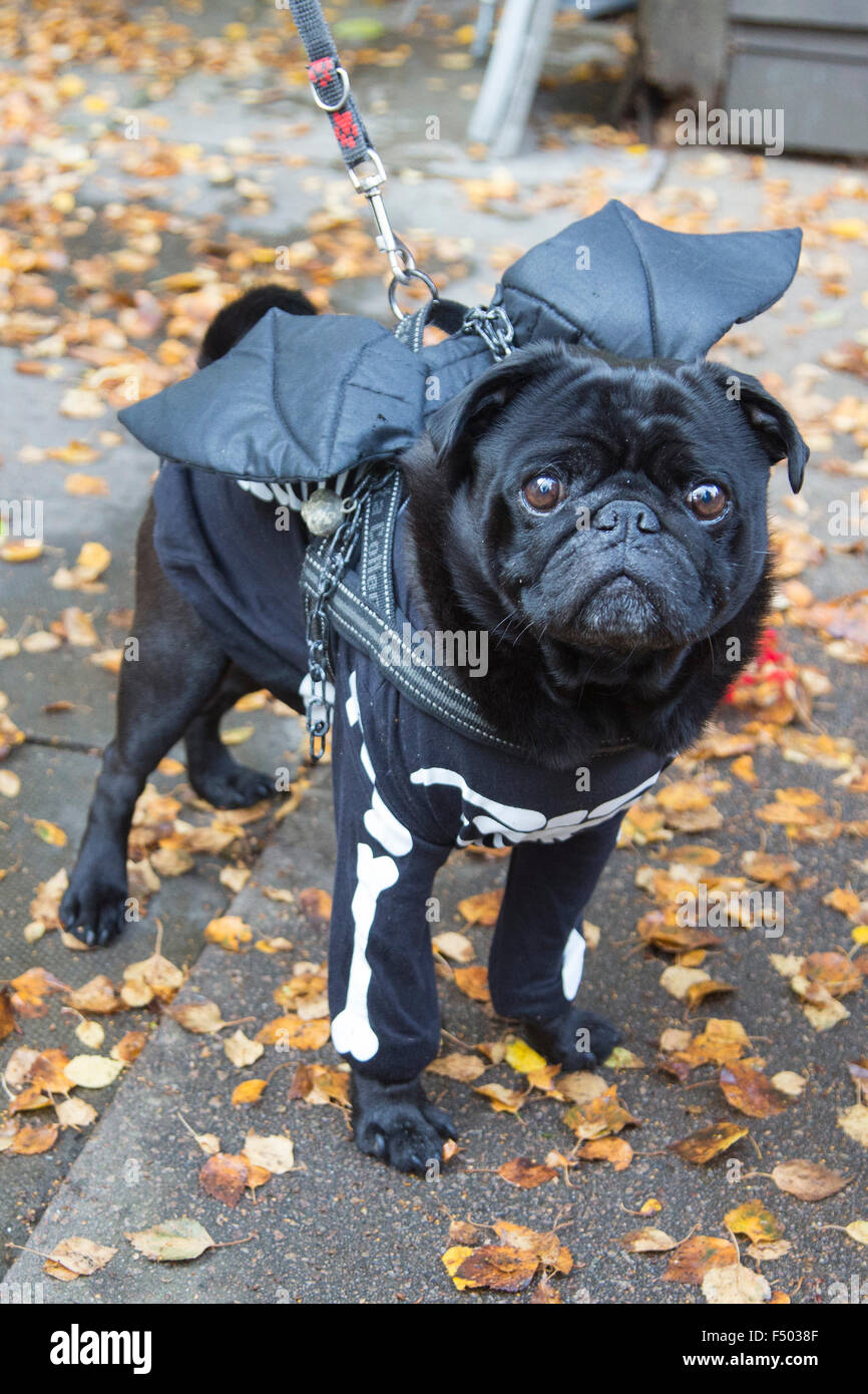 London, UK. 25th October, 2015. Pug Odin, 7 years, with a skeleton ...