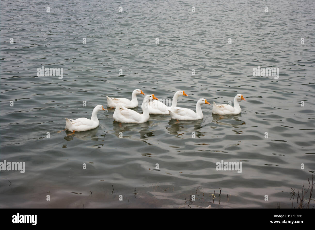 Goose swim hi-res stock photography and images - Alamy