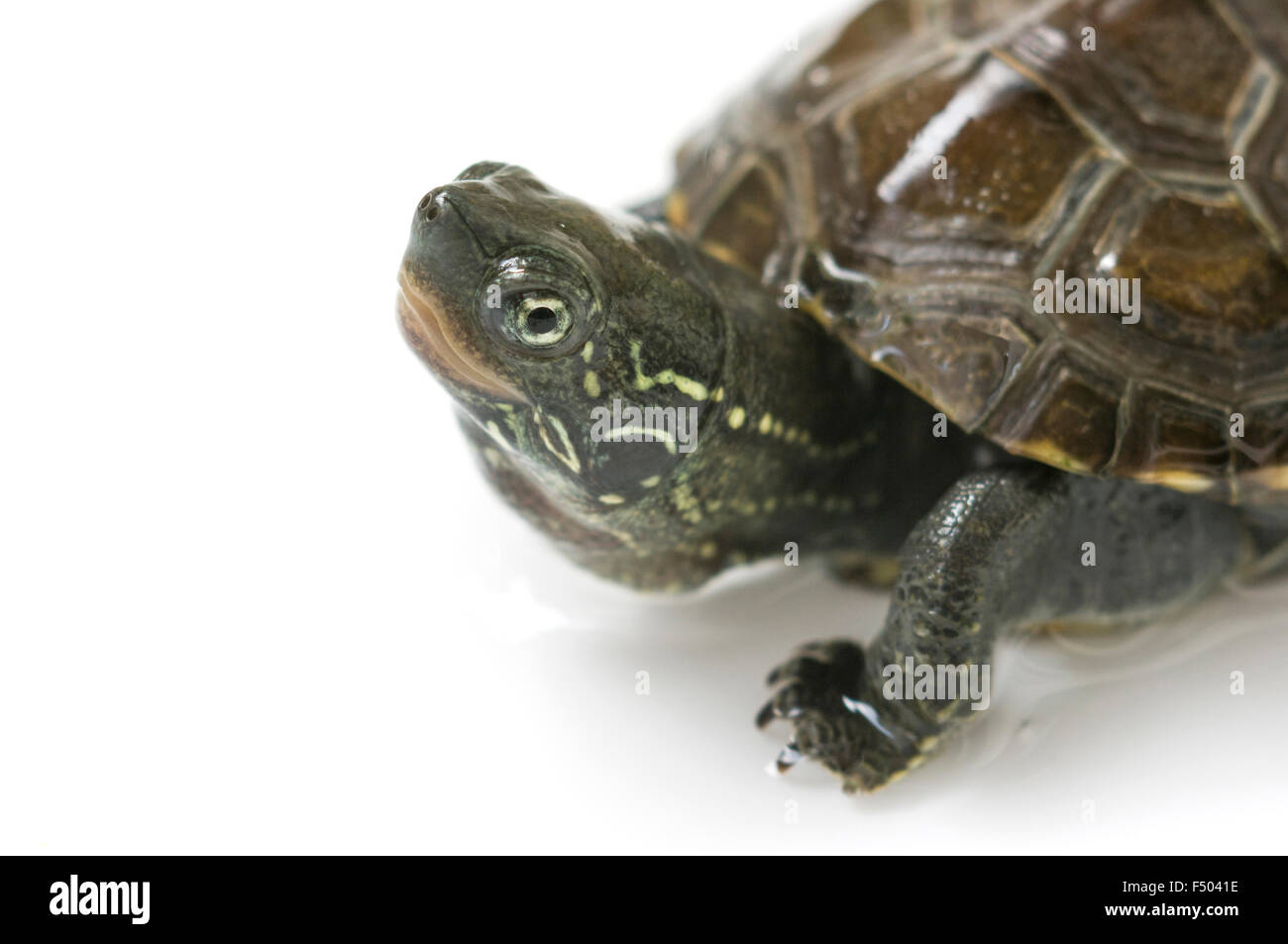 chinese turtle isolated on white Stock Photo - Alamy
