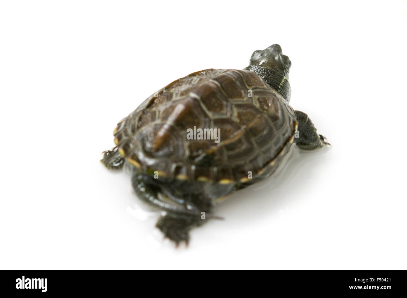 chinese turtle isolated on white Stock Photo - Alamy