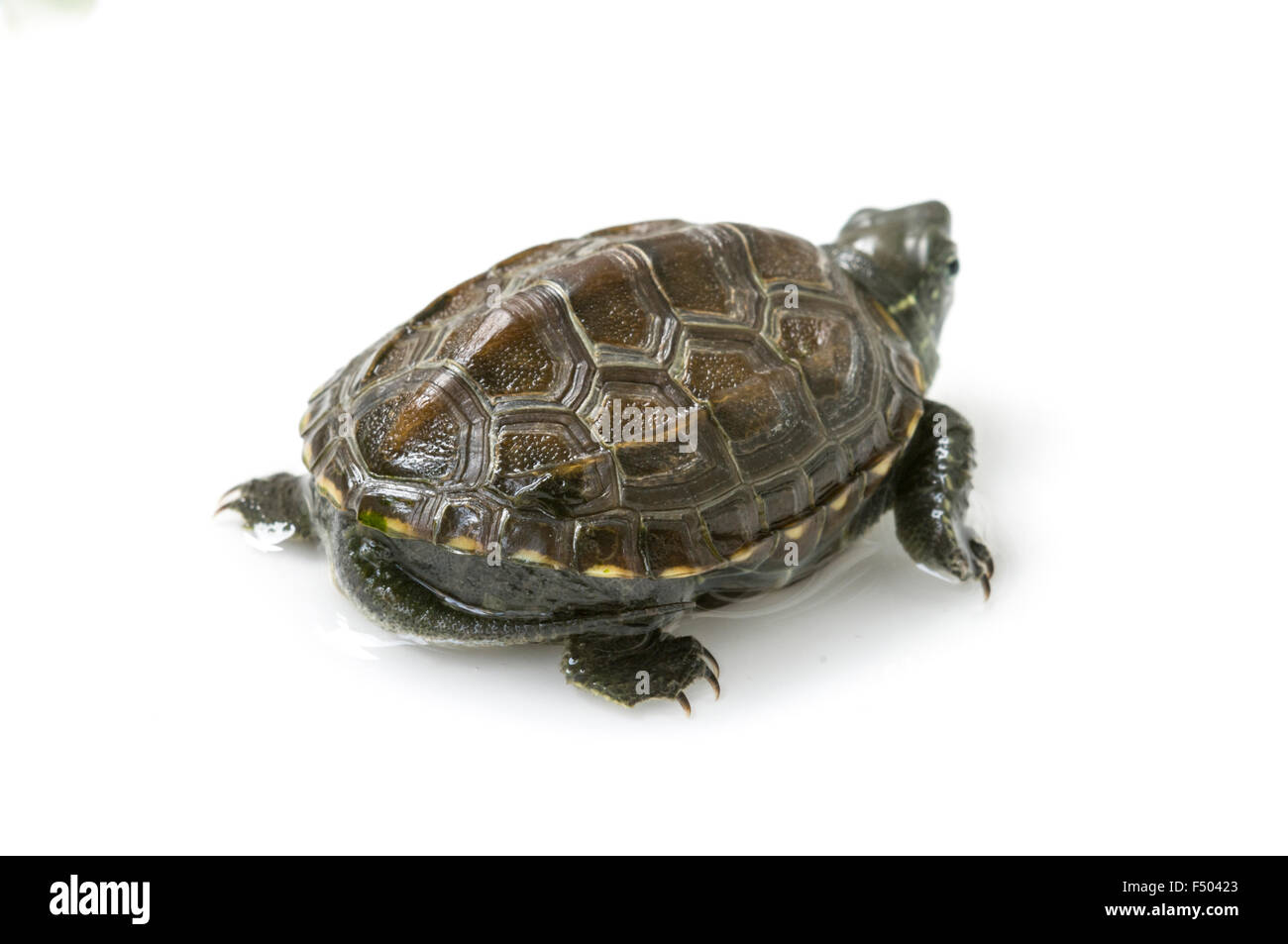 chinese turtle isolated on white Stock Photo - Alamy