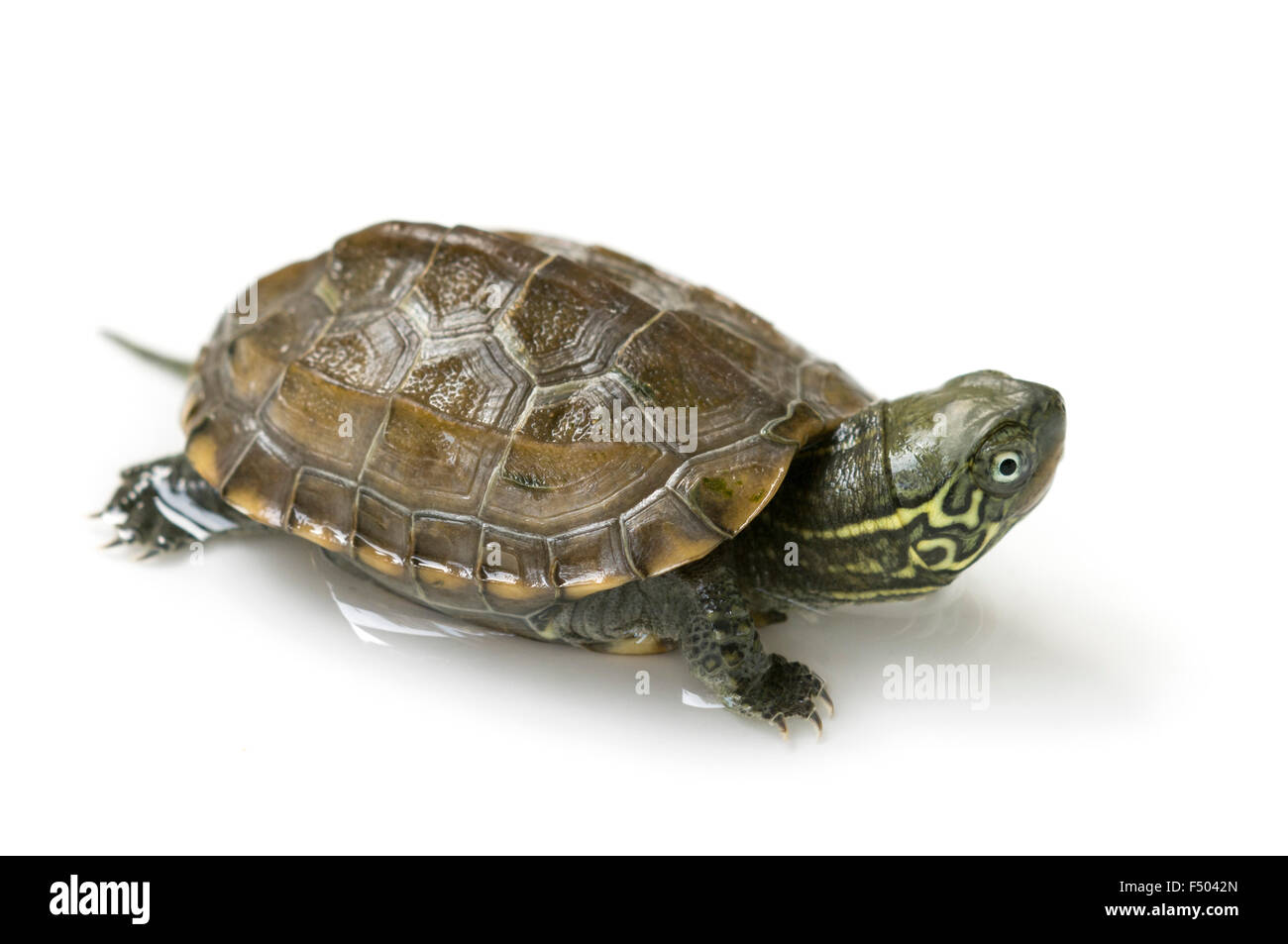 chinese turtle isolated on white Stock Photo - Alamy