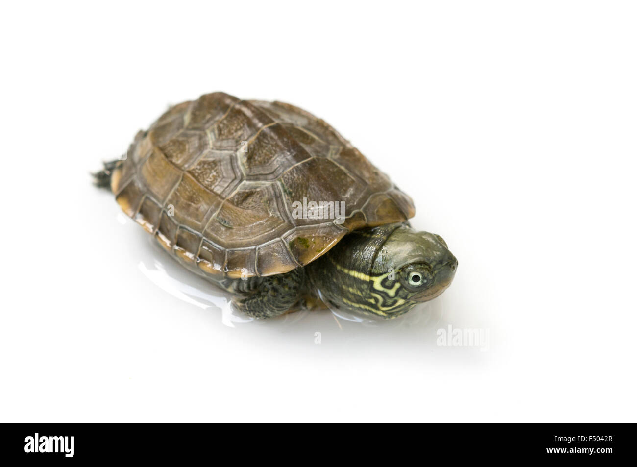 chinese turtle isolated on white Stock Photo - Alamy