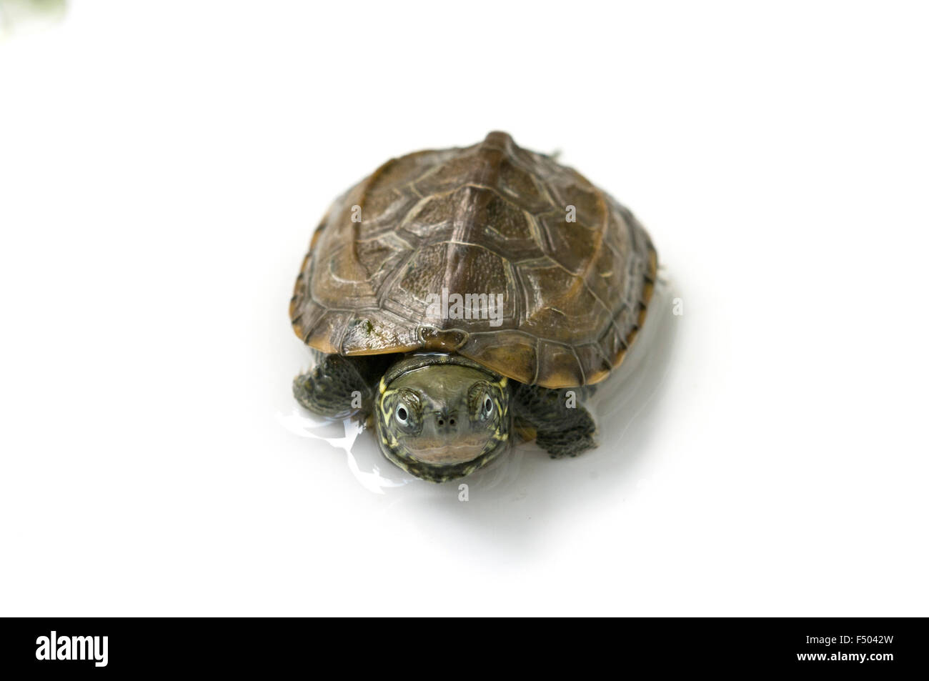 chinese turtle isolated on white Stock Photo - Alamy