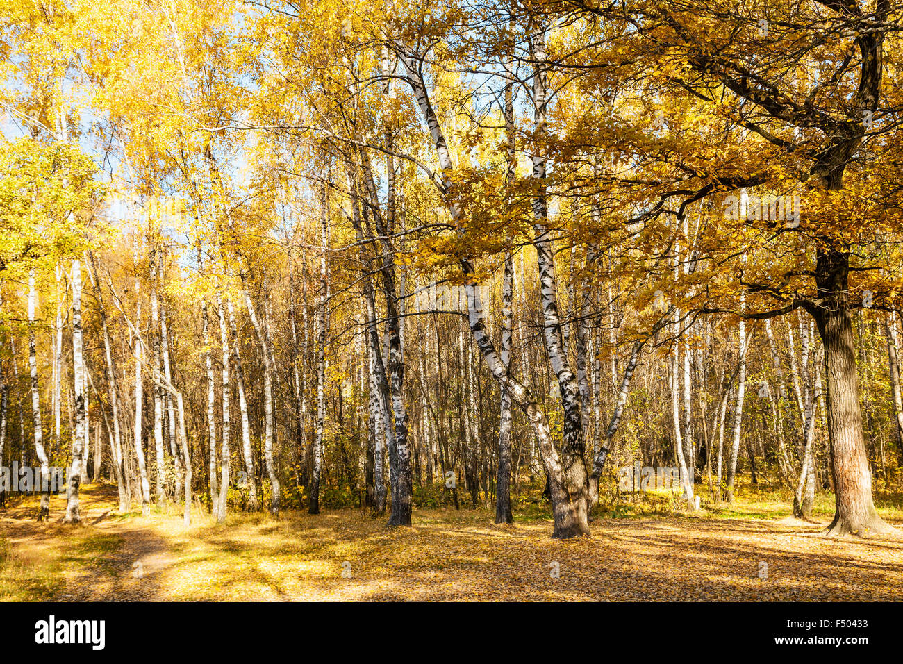 glade in oak and birch woods in sunny autumn day Stock Photo - Alamy