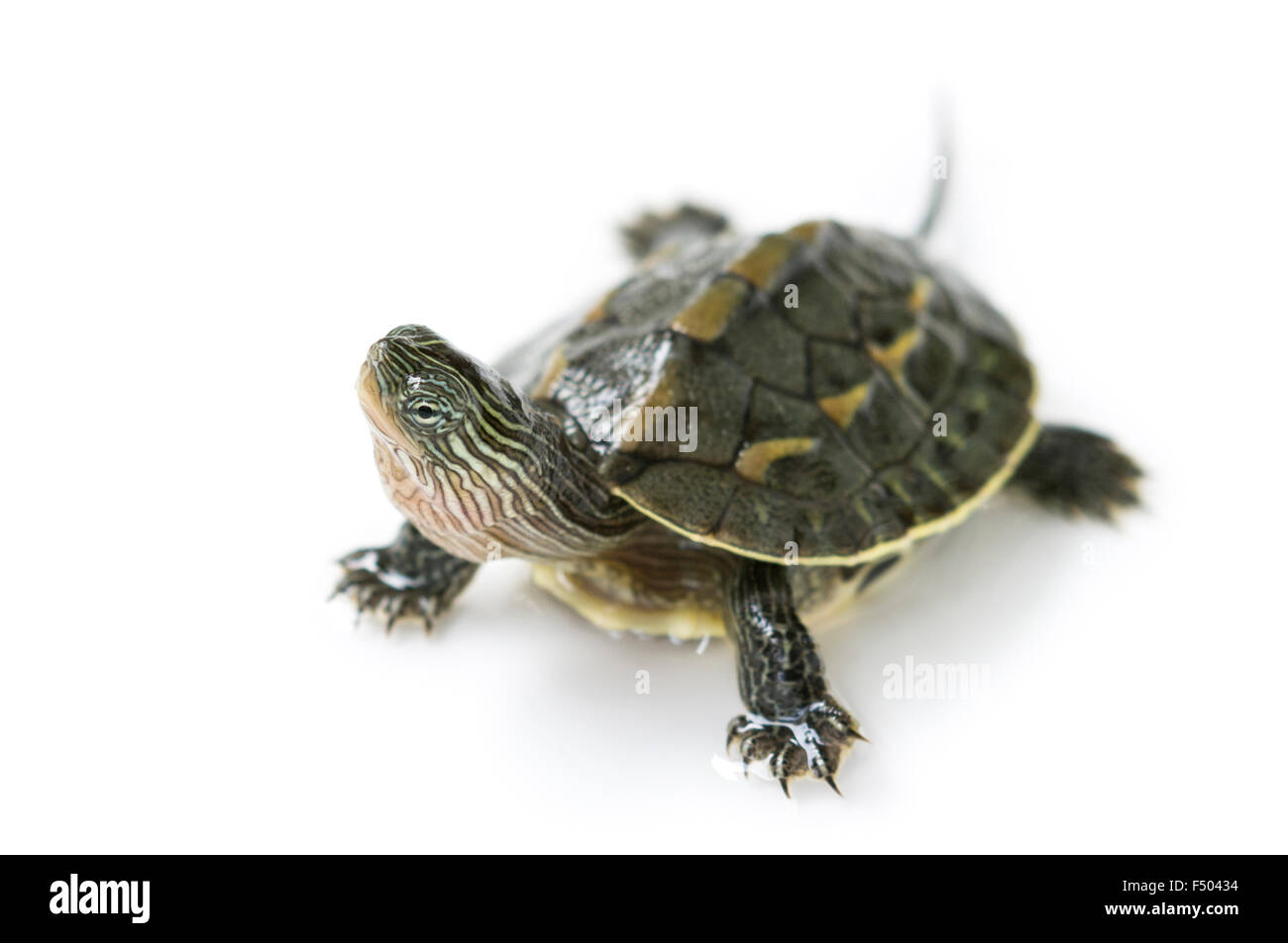 chinese turtle isolated on white Stock Photo - Alamy
