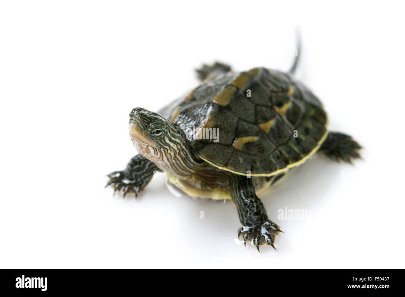 chinese turtle isolated on white Stock Photo - Alamy
