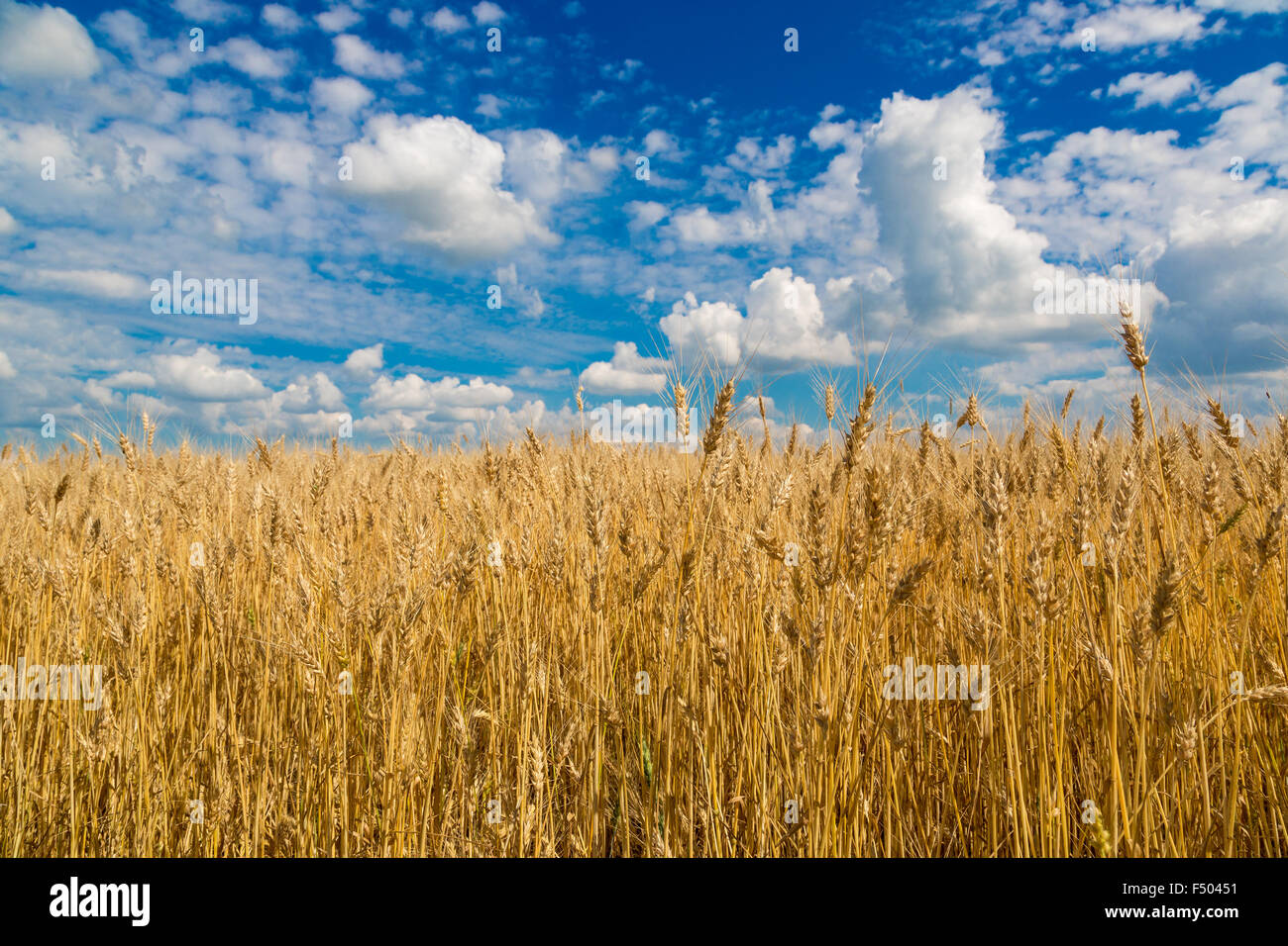 Yellow grain ready for harvest growing in a farm field Stock Photo - Alamy