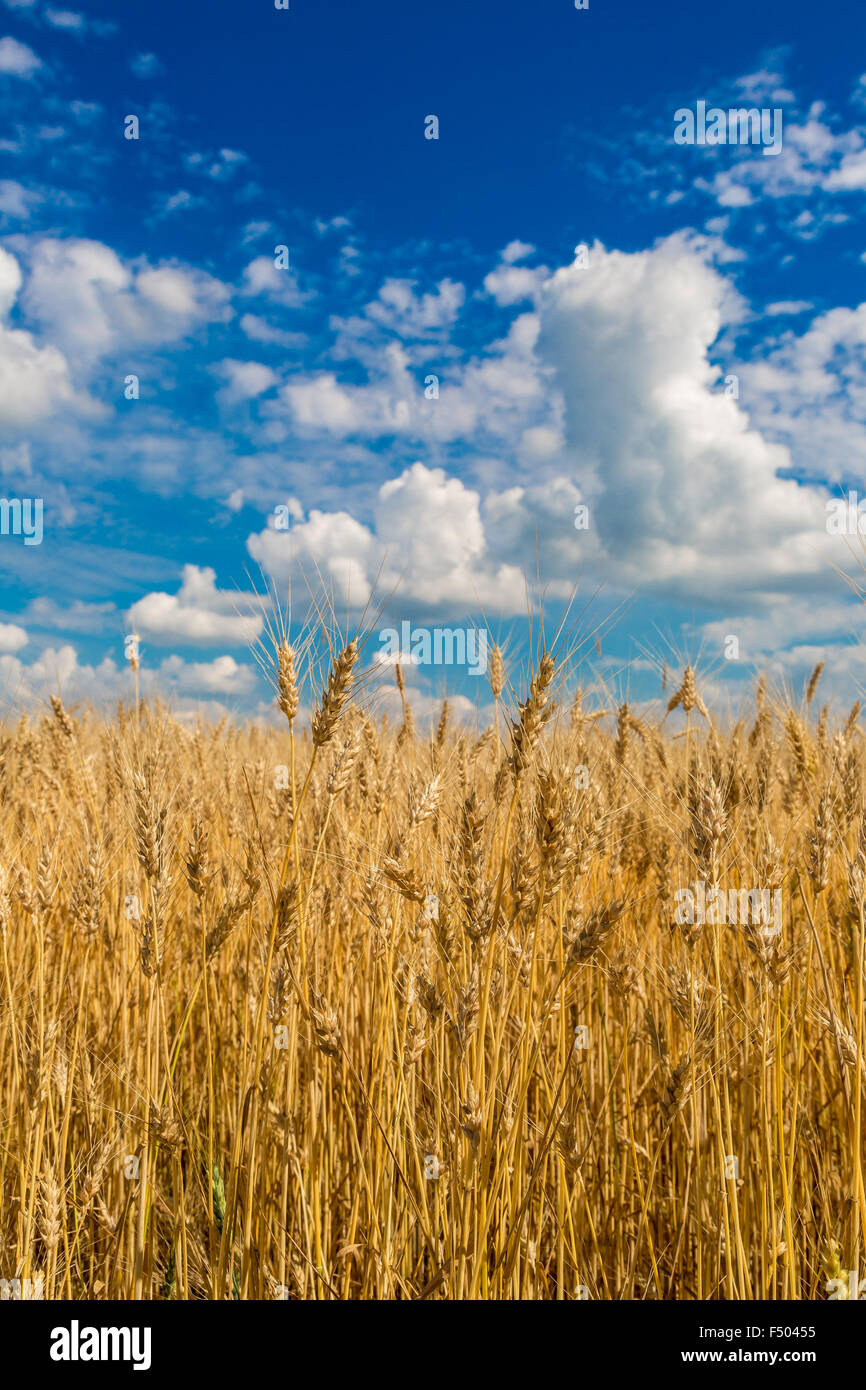 Yellow grain ready for harvest growing in a farm field Stock Photo - Alamy