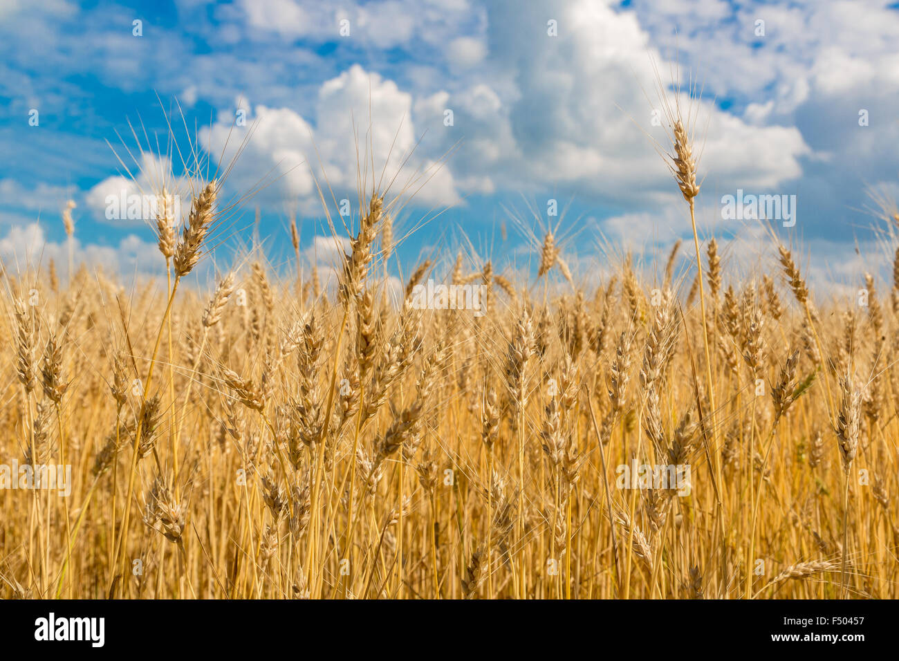 Yellow grain ready for harvest growing in a farm field Stock Photo - Alamy