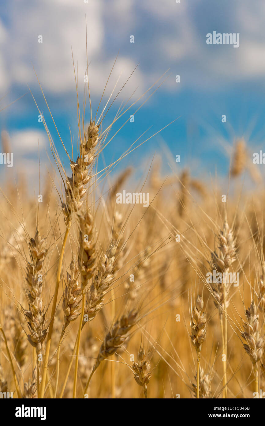 Yellow grain ready for harvest growing in a farm field Stock Photo - Alamy