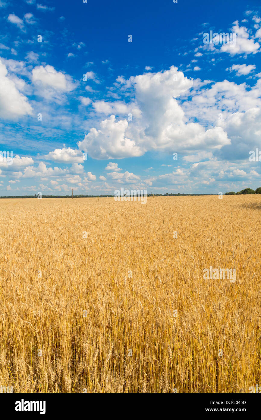 Yellow grain ready for harvest growing in a farm field Stock Photo - Alamy