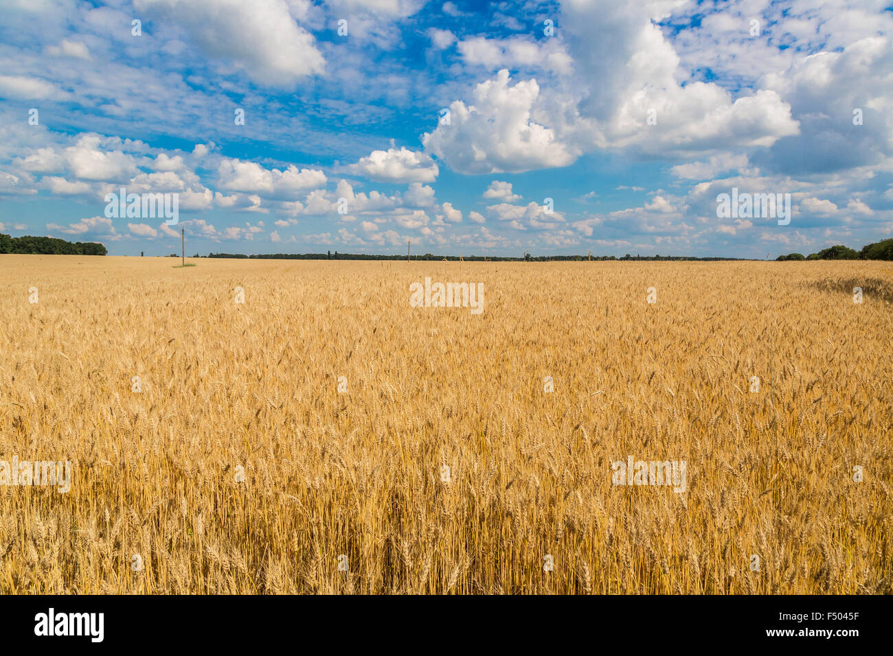 Yellow grain ready for harvest growing in a farm field Stock Photo - Alamy