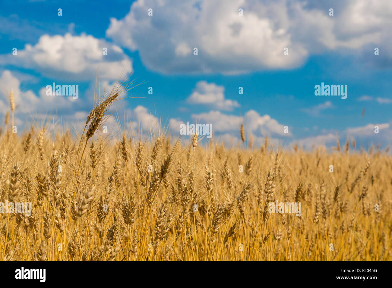 Yellow grain ready for harvest growing in a farm field Stock Photo - Alamy