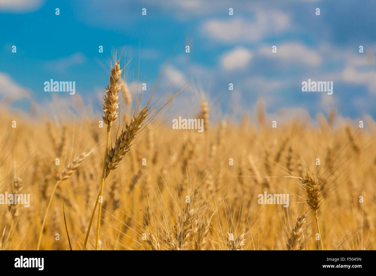 Yellow grain ready for harvest growing in a farm field Stock Photo - Alamy