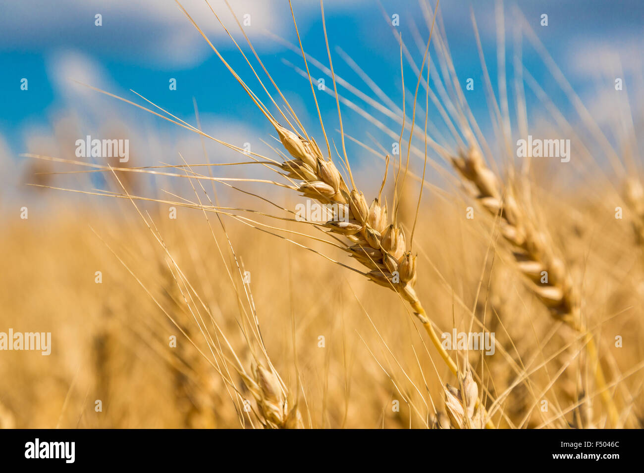 Yellow grain ready for harvest growing in a farm field Stock Photo - Alamy