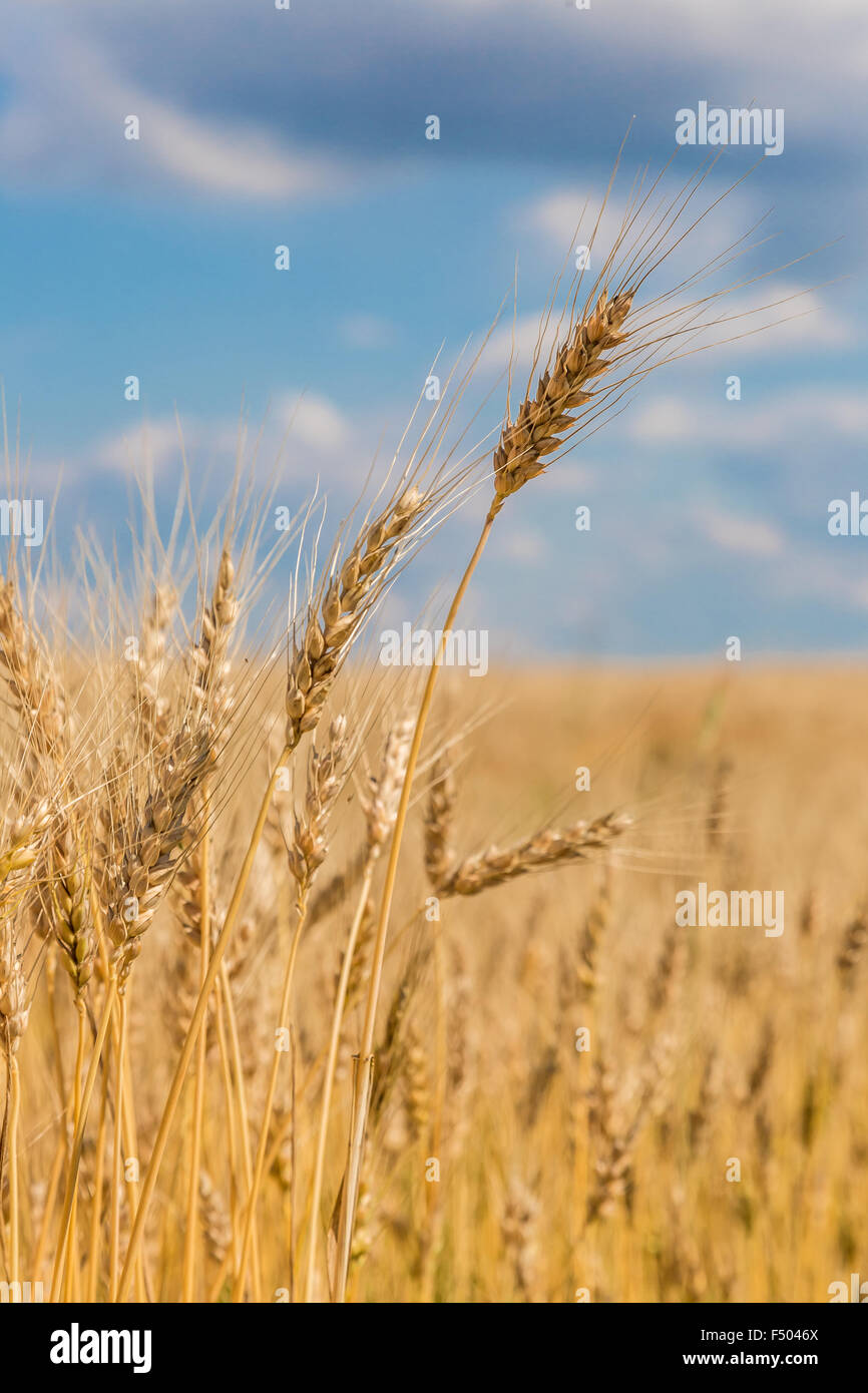 Yellow grain ready for harvest growing in a farm field Stock Photo - Alamy