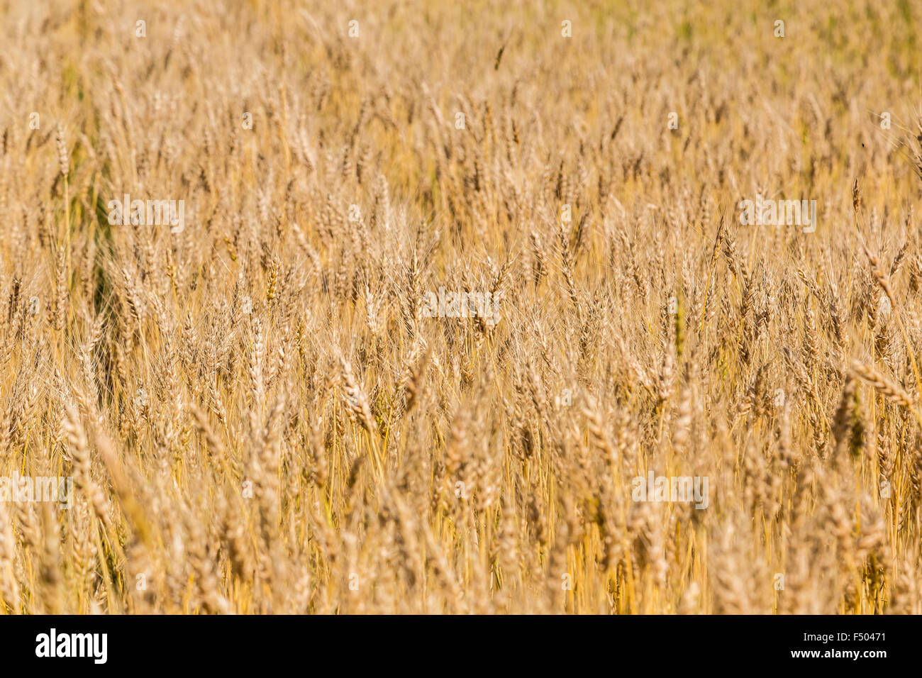 Yellow grain ready for harvest growing in a farm field Stock Photo - Alamy