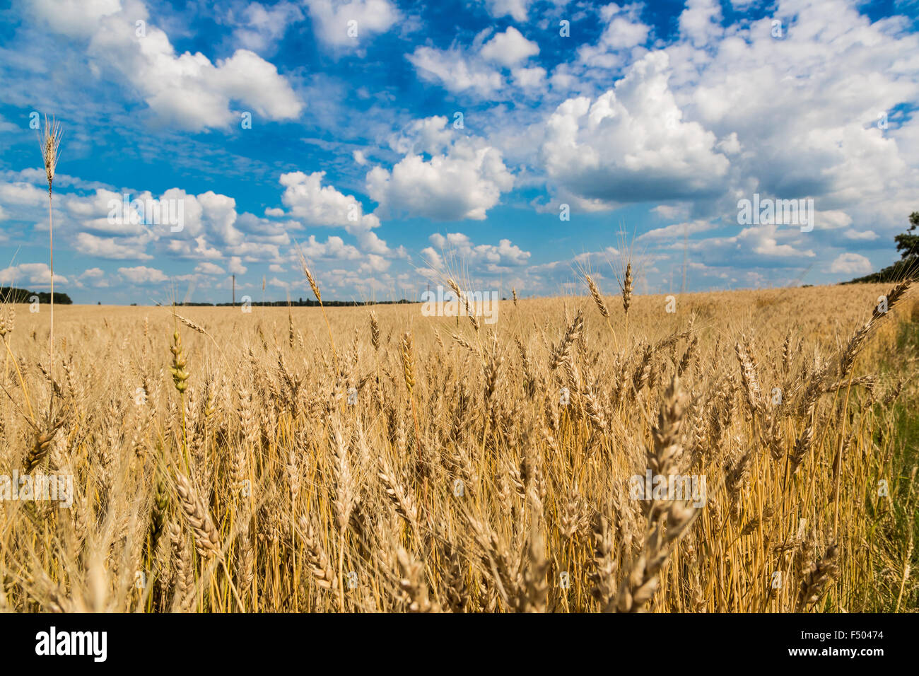 Yellow grain ready for harvest growing in a farm field Stock Photo - Alamy