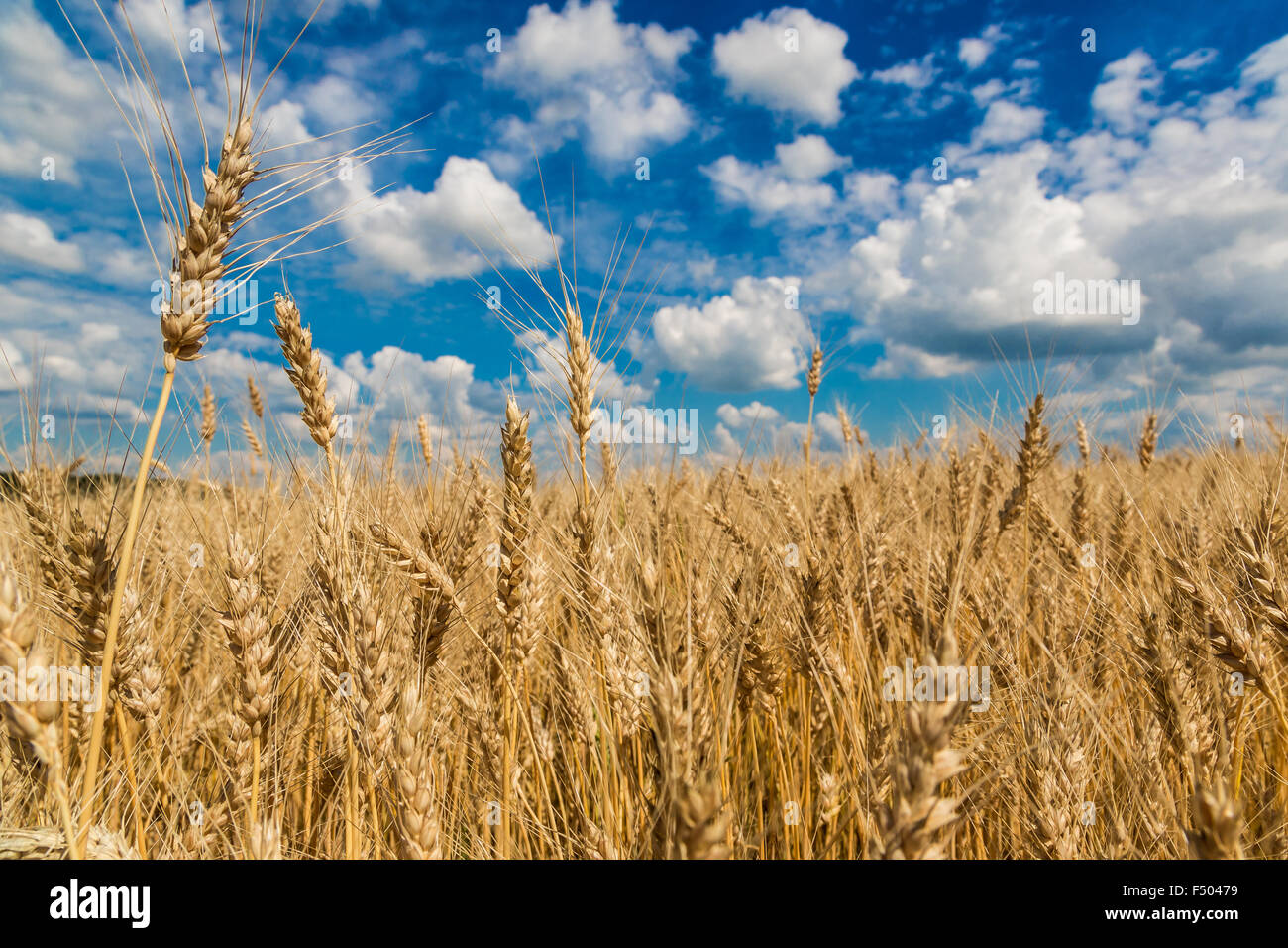 Yellow grain ready for harvest growing in a farm field Stock Photo - Alamy