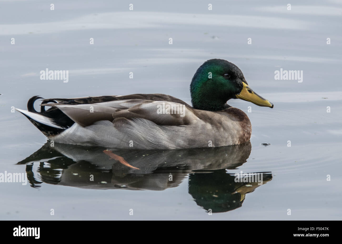 Reflection of a Mallard Stock Photo - Alamy