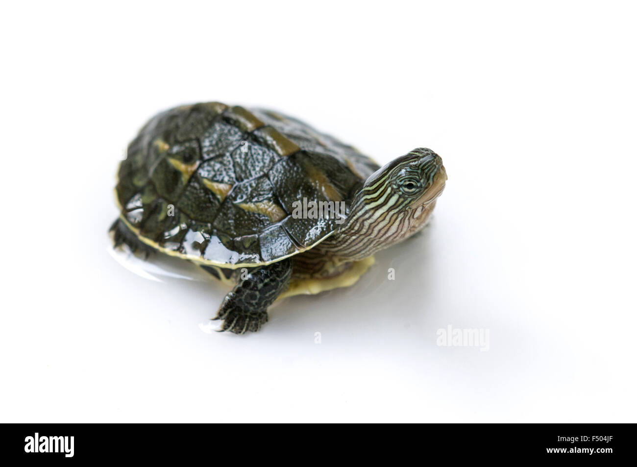 chinese turtle isolated on white Stock Photo - Alamy