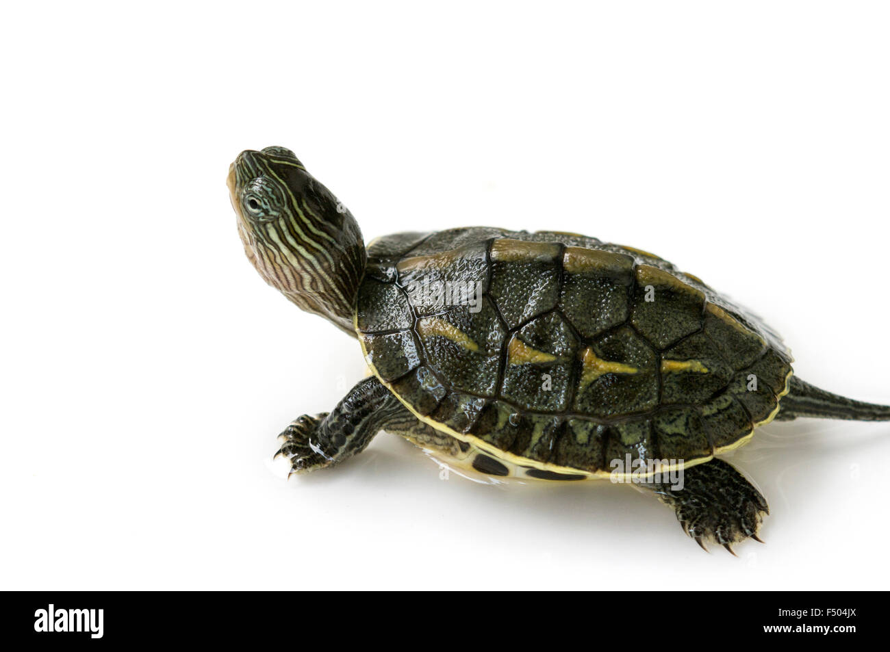 chinese turtle isolated on white Stock Photo - Alamy