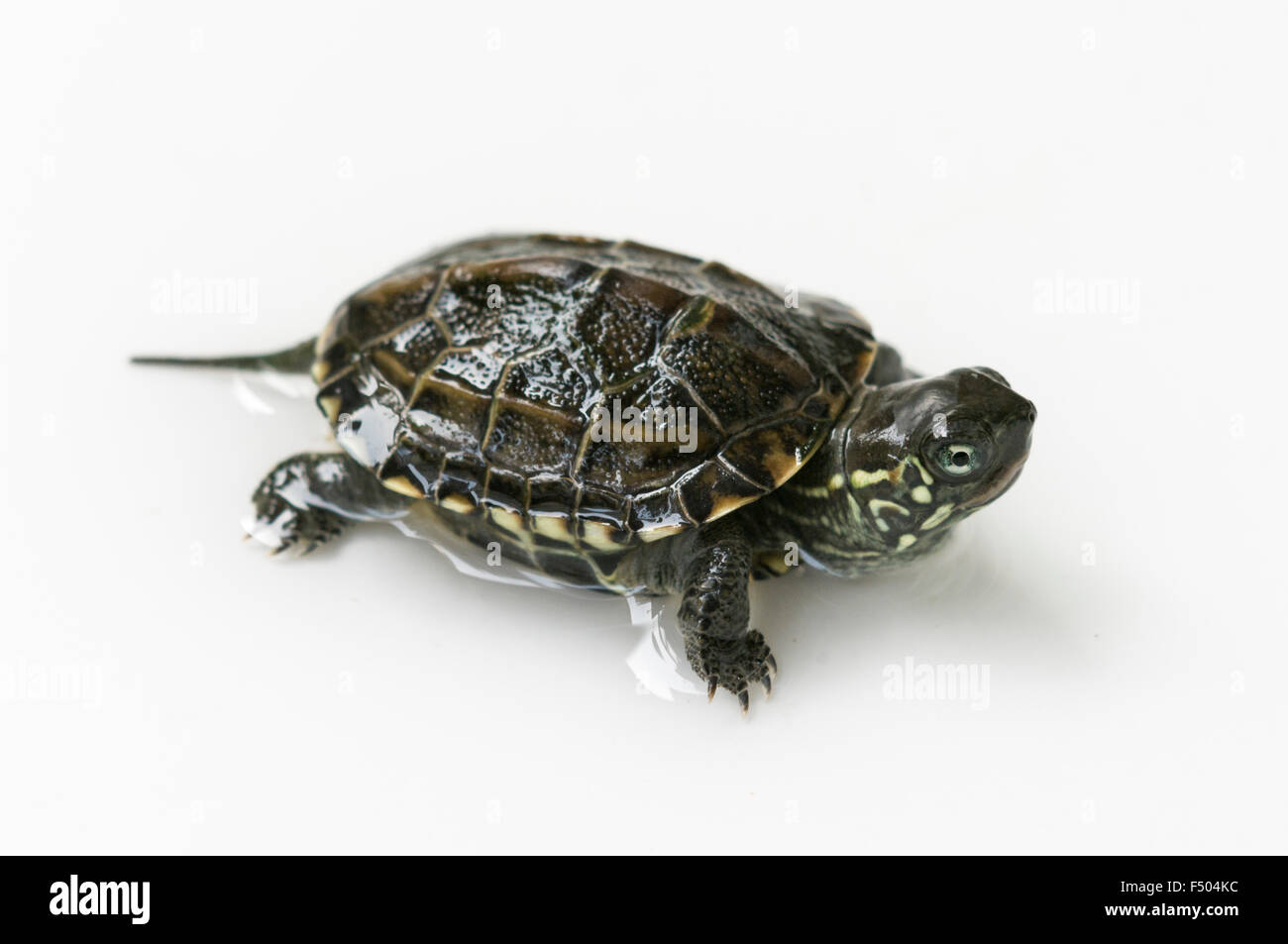 chinese turtle isolated on white Stock Photo - Alamy