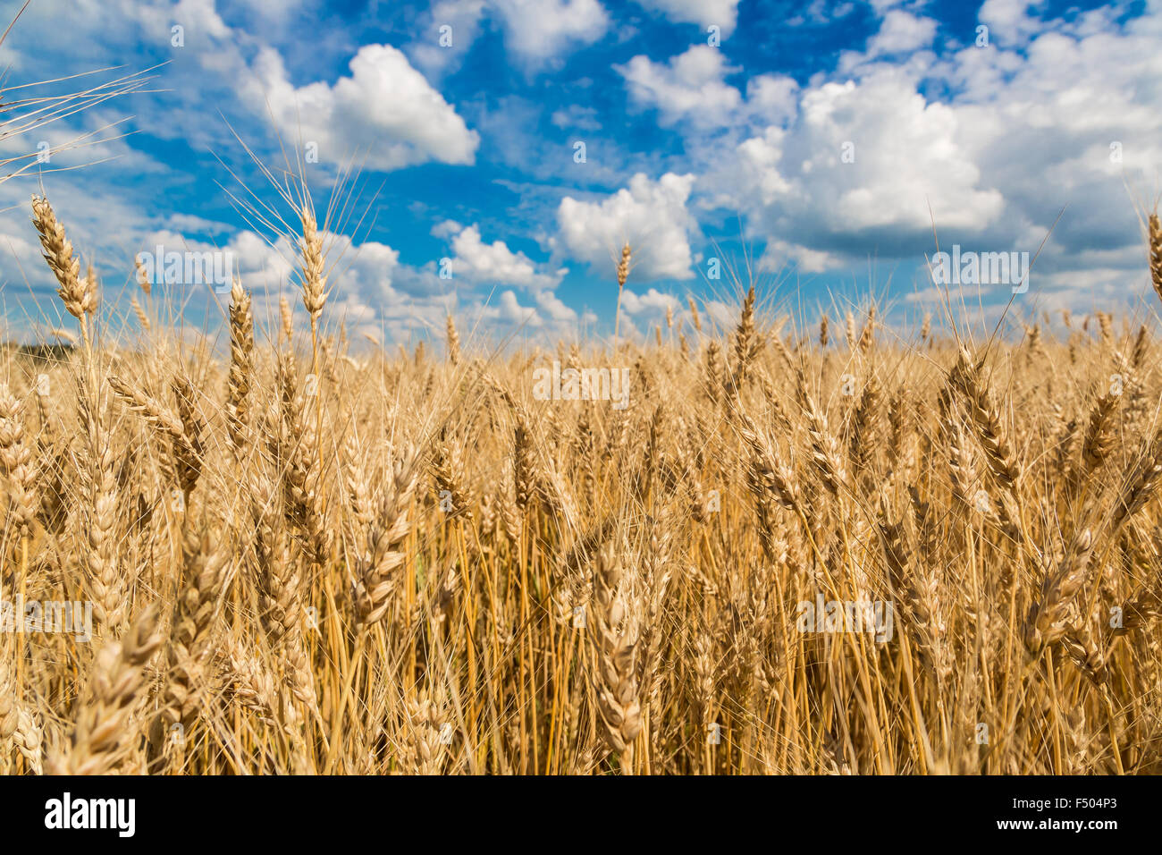 Yellow grain ready for harvest growing in a farm field Stock Photo - Alamy