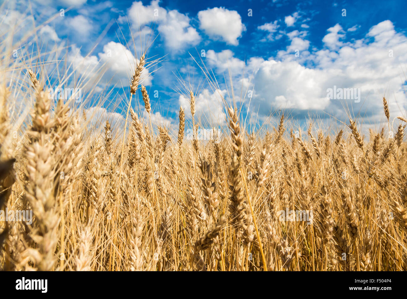 Yellow grain ready for harvest growing in a farm field Stock Photo - Alamy