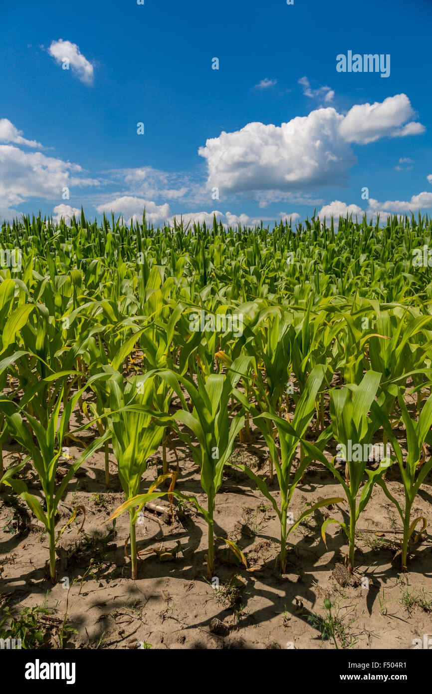 Closeup of a field of corn ready for harvest Stock Photo - Alamy