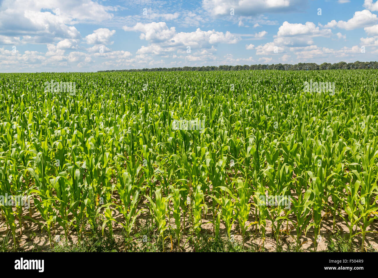 Closeup of a field of corn ready for harvest Stock Photo - Alamy