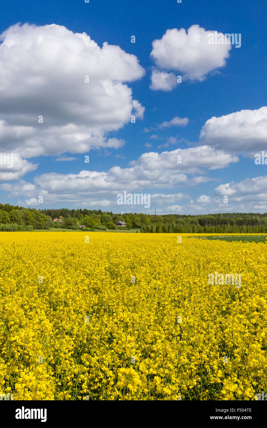 Canola in bloom hi-res stock photography and images - Alamy
